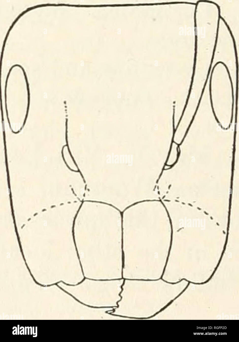 Convex cheeks hi-res stock photography and images - Alamy