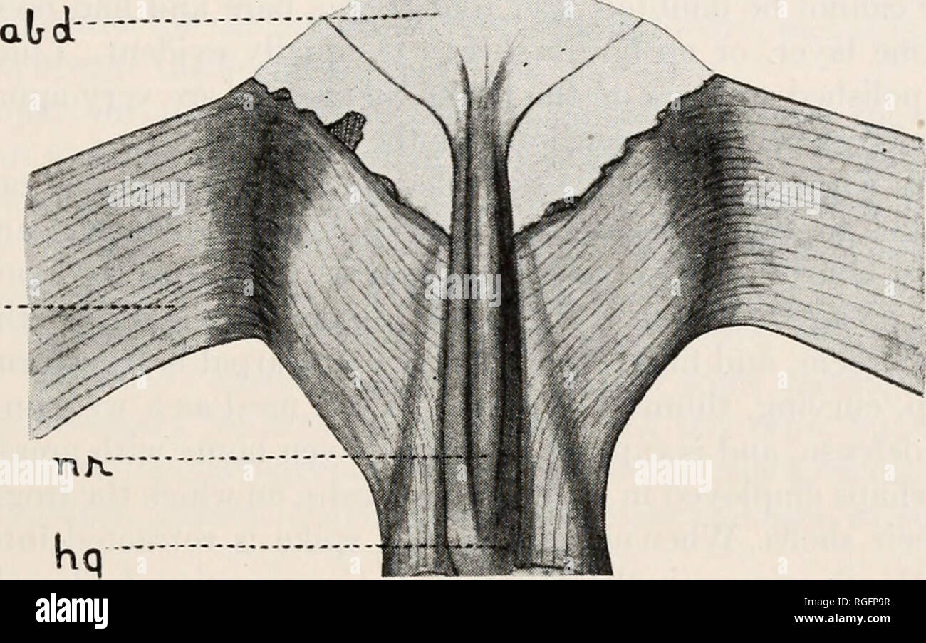 Dinichthys hi-res stock photography and images - Alamy