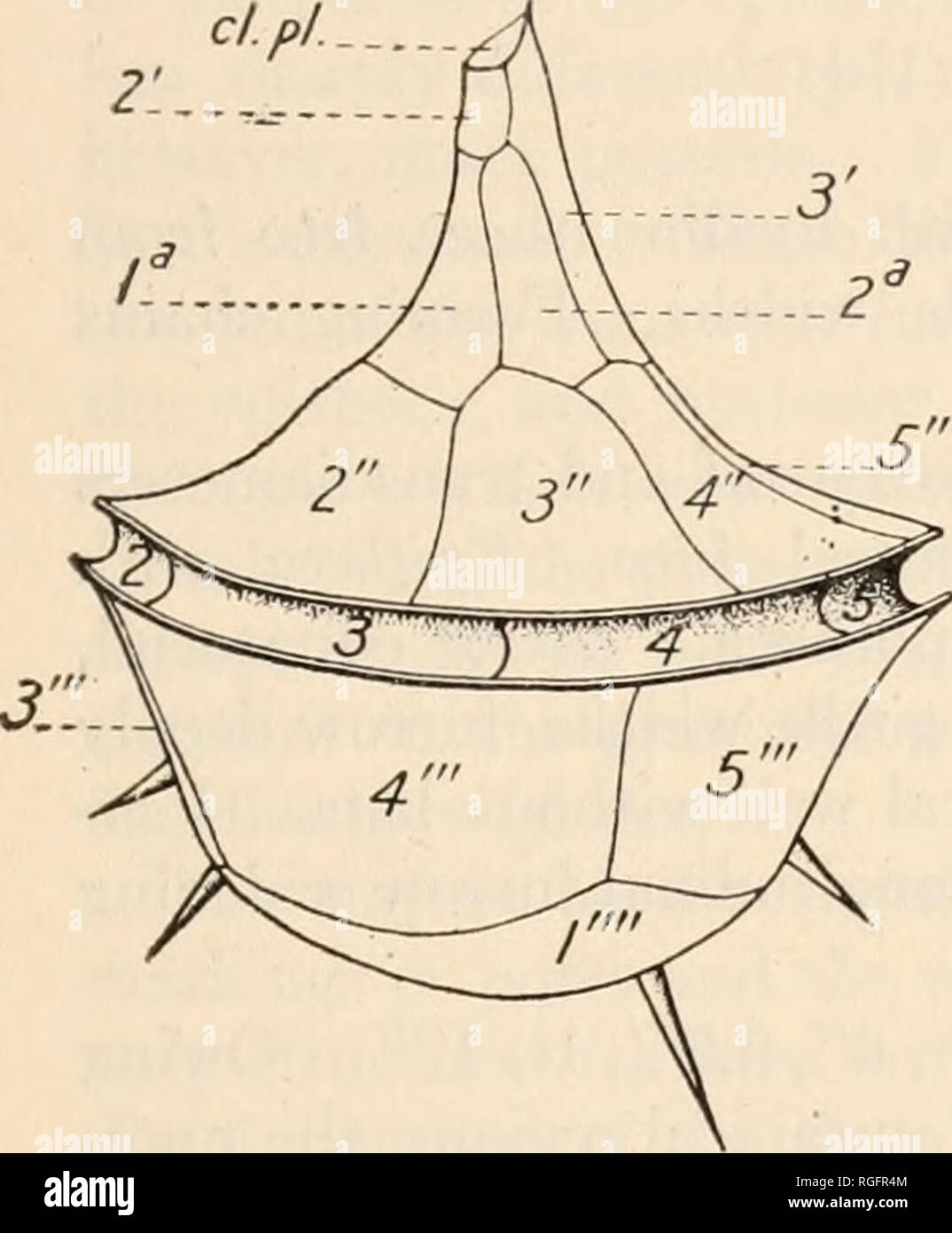 Gonyaulax hi-res stock photography and images - Alamy