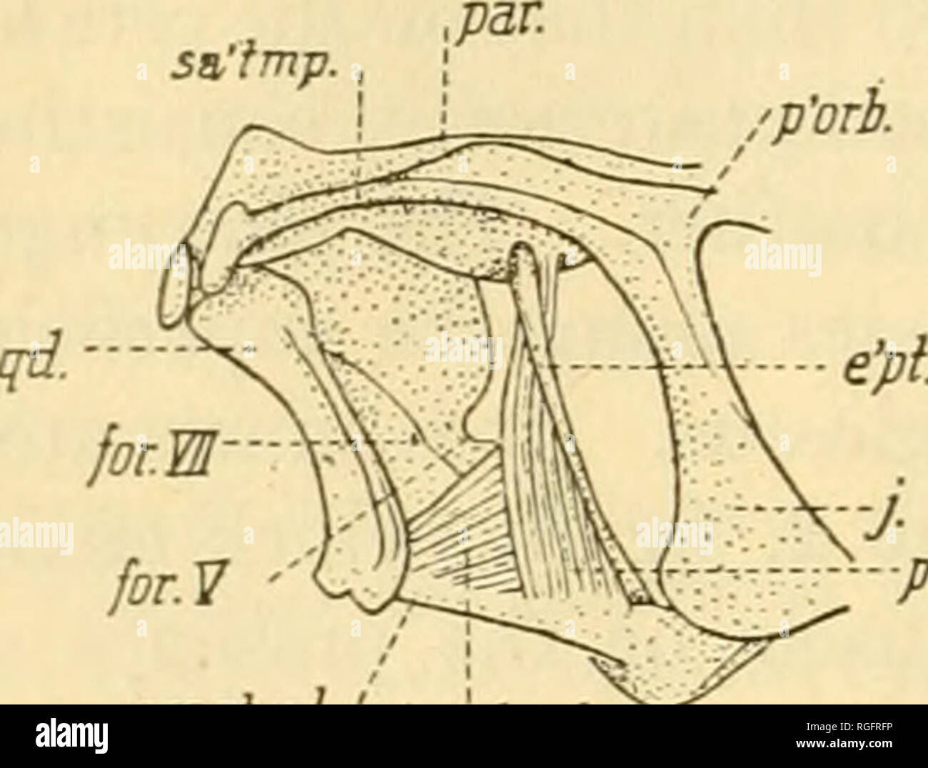 Omohyoideus muscle hi-res stock photography and images - Alamy