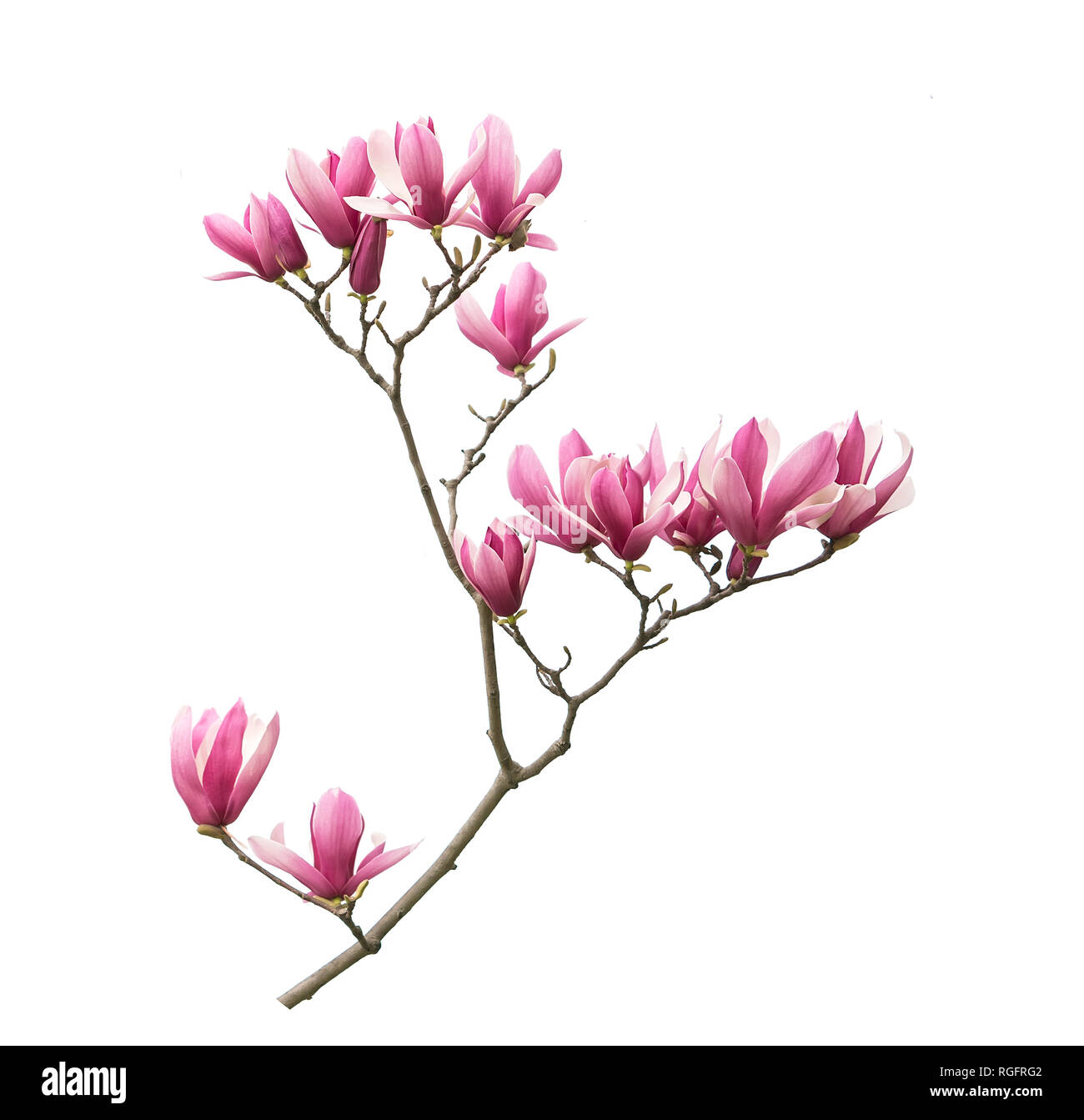 magnolia flower branch isolated on white background Stock Photo - Alamy