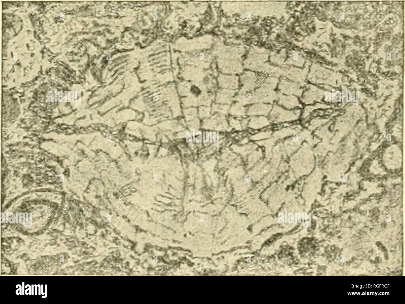 Foraminifera rock hi-res stock photography and images - Alamy