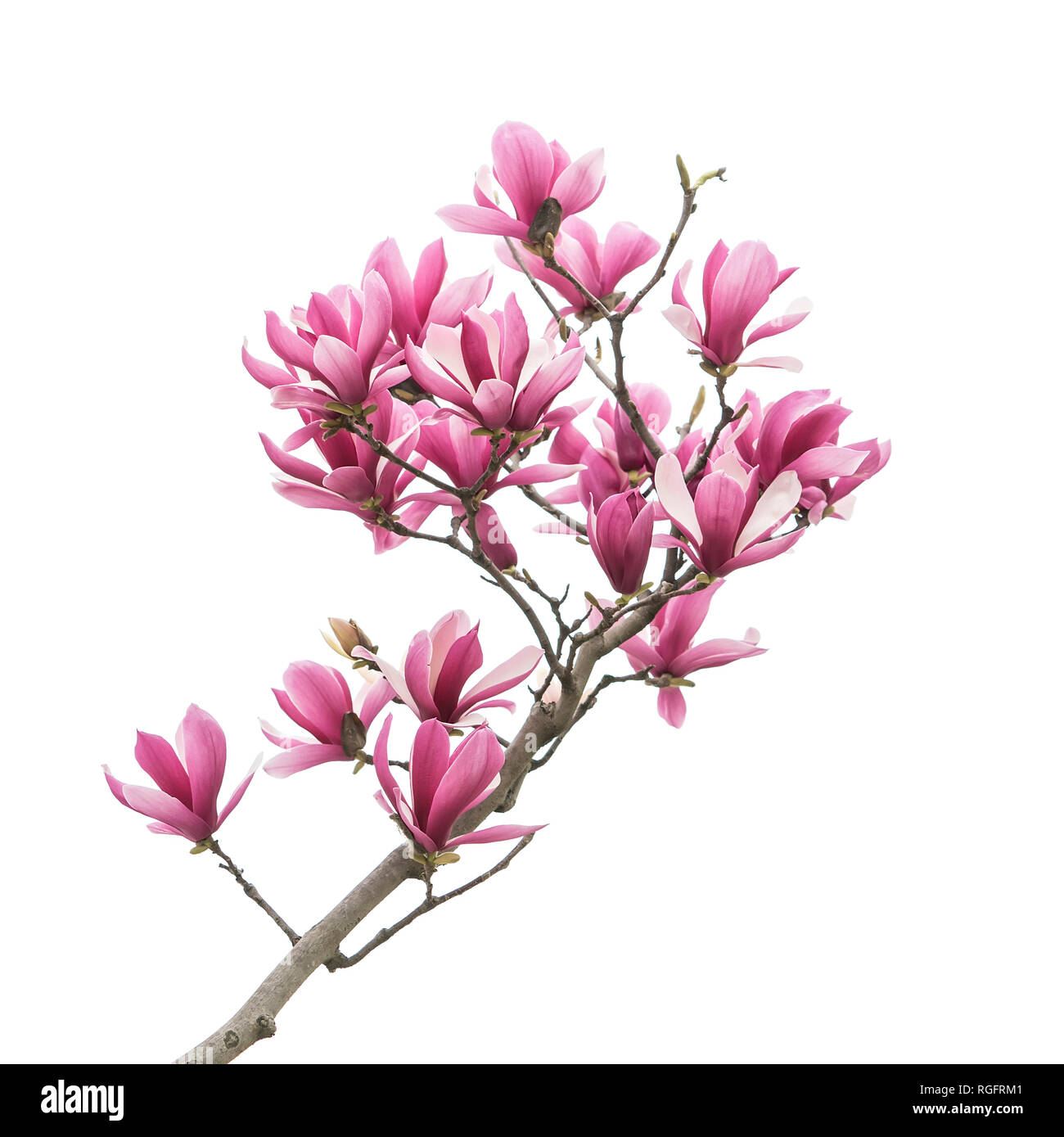 Pink Magnolia Flower Branch