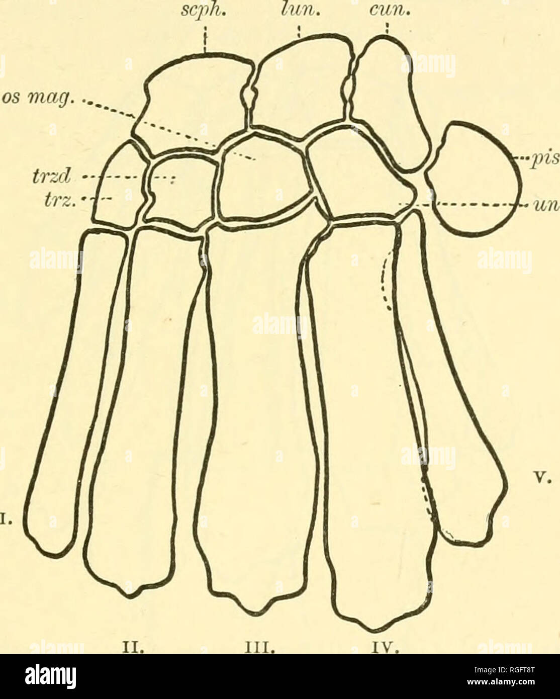 Branches of median nerve hi-res stock photography and images - Alamy
