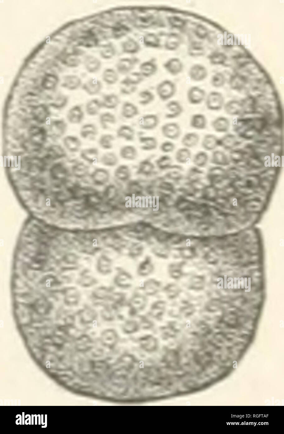 Orbulina Bulloides High Resolution Stock Photography and Images - Alamy
