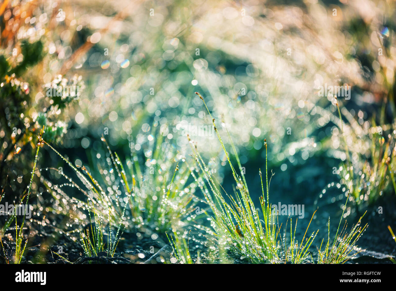 wet grass in morning meadow Stock Photo - Alamy