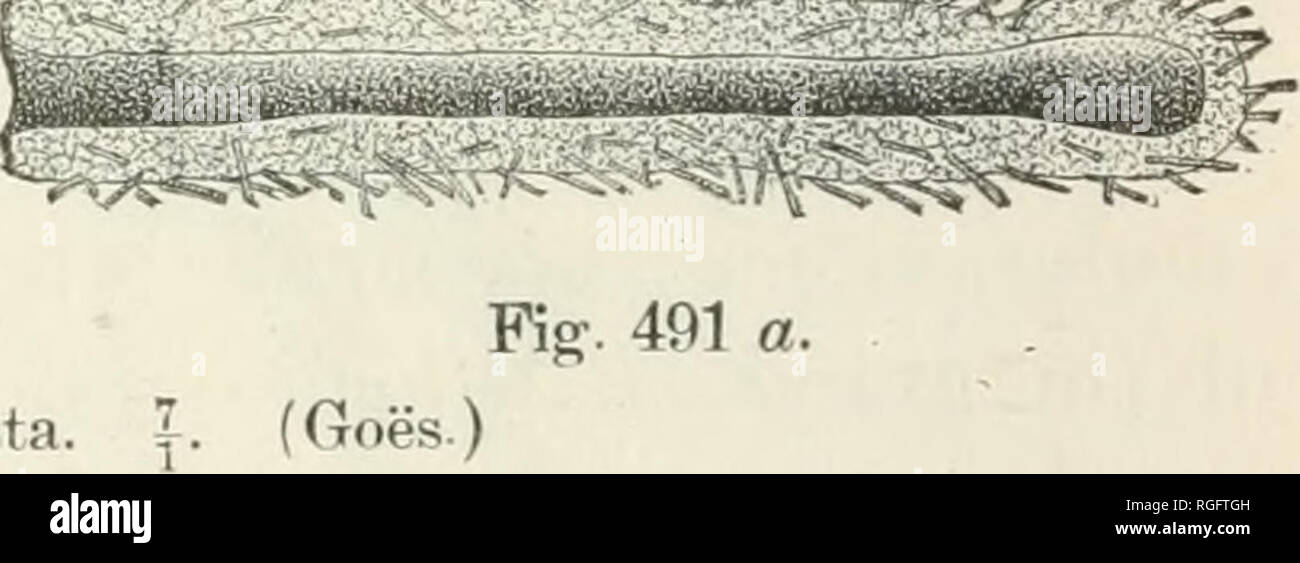 Politan species hi-res stock photography and images - Alamy