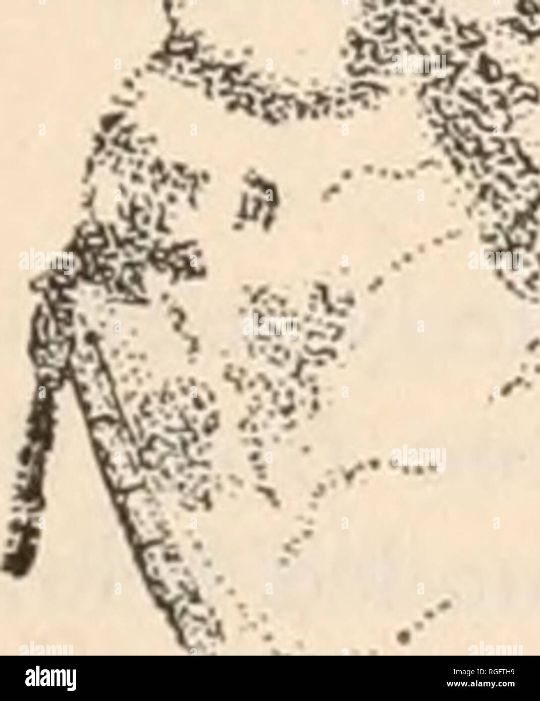 Maiv hi-res stock photography and images - Alamy