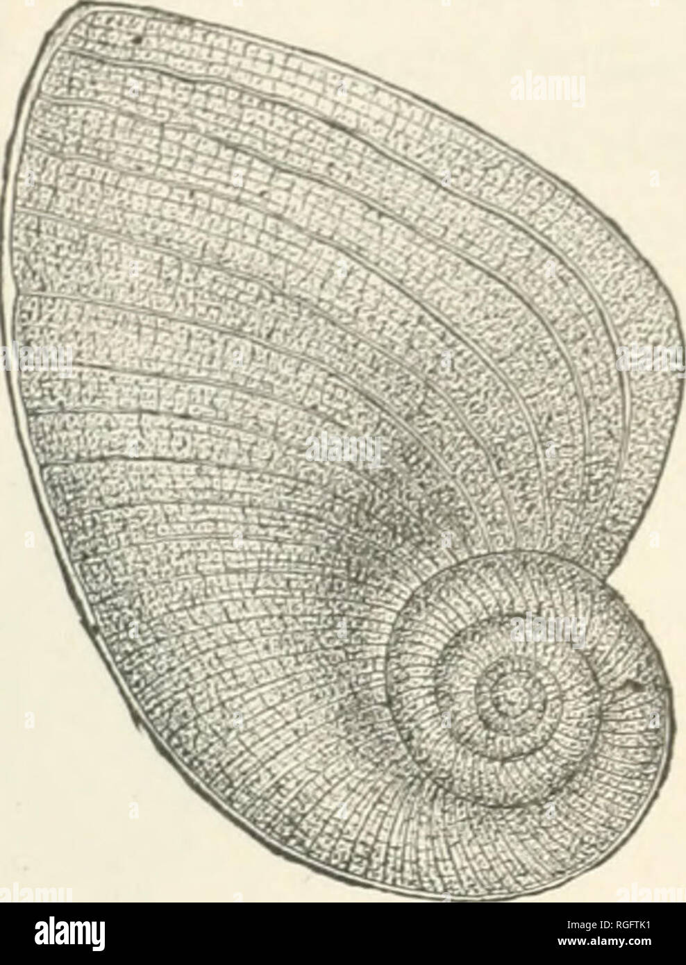 Miocene deer hi-res stock photography and images - Alamy