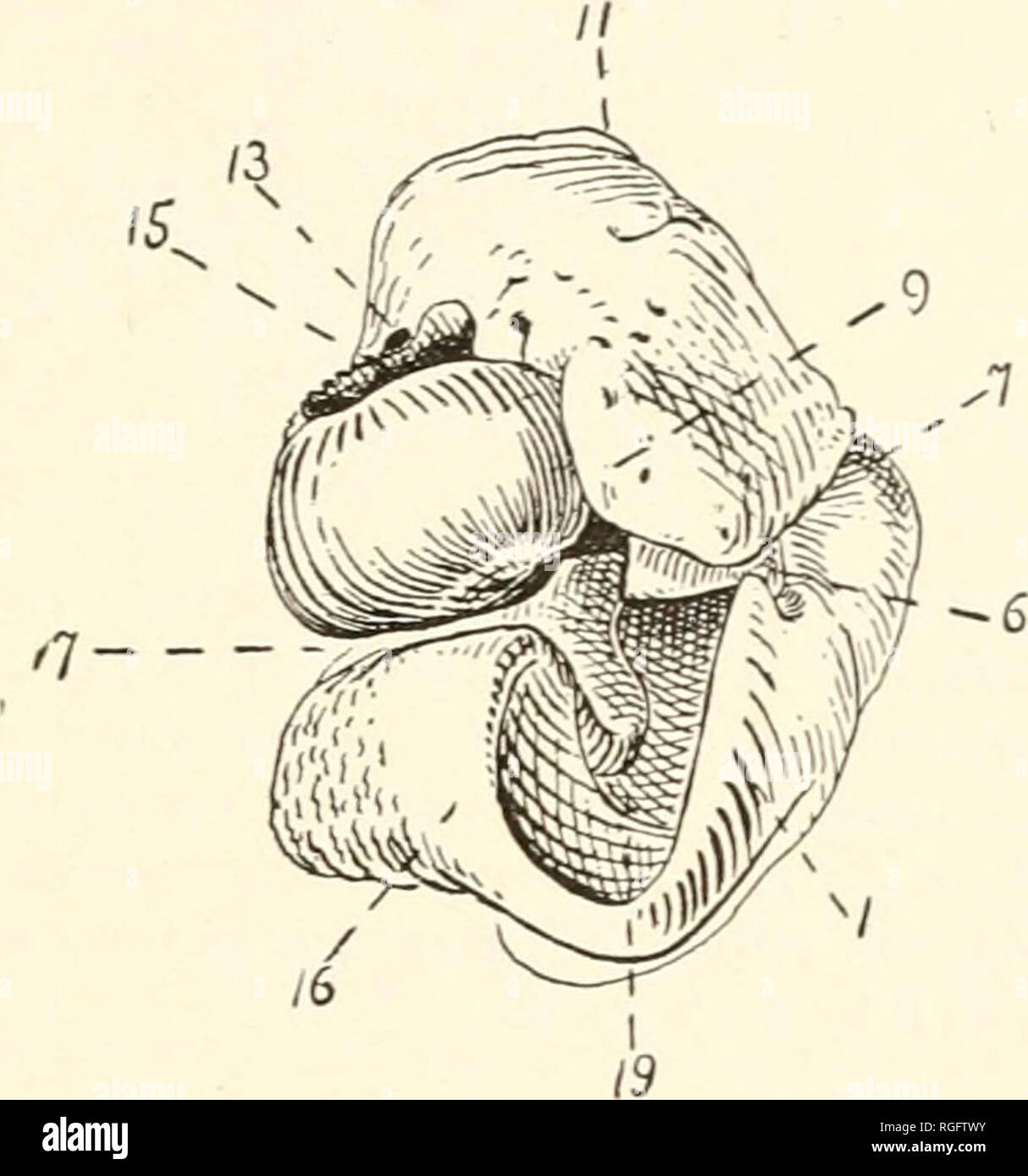 . Bulletin of the Museum of Comparative Zoology at Harvard College ...