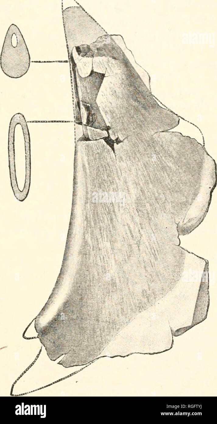 Fossile Di Stethacanthus