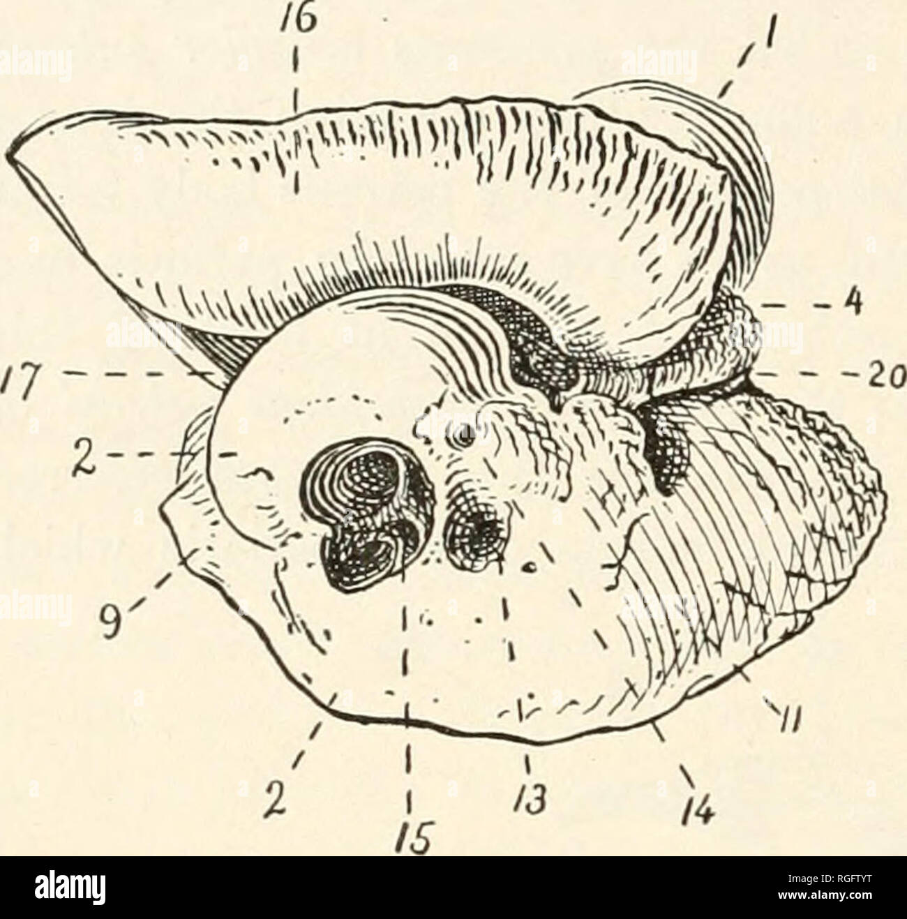 Nervus facialis hi-res stock photography and images - Alamy