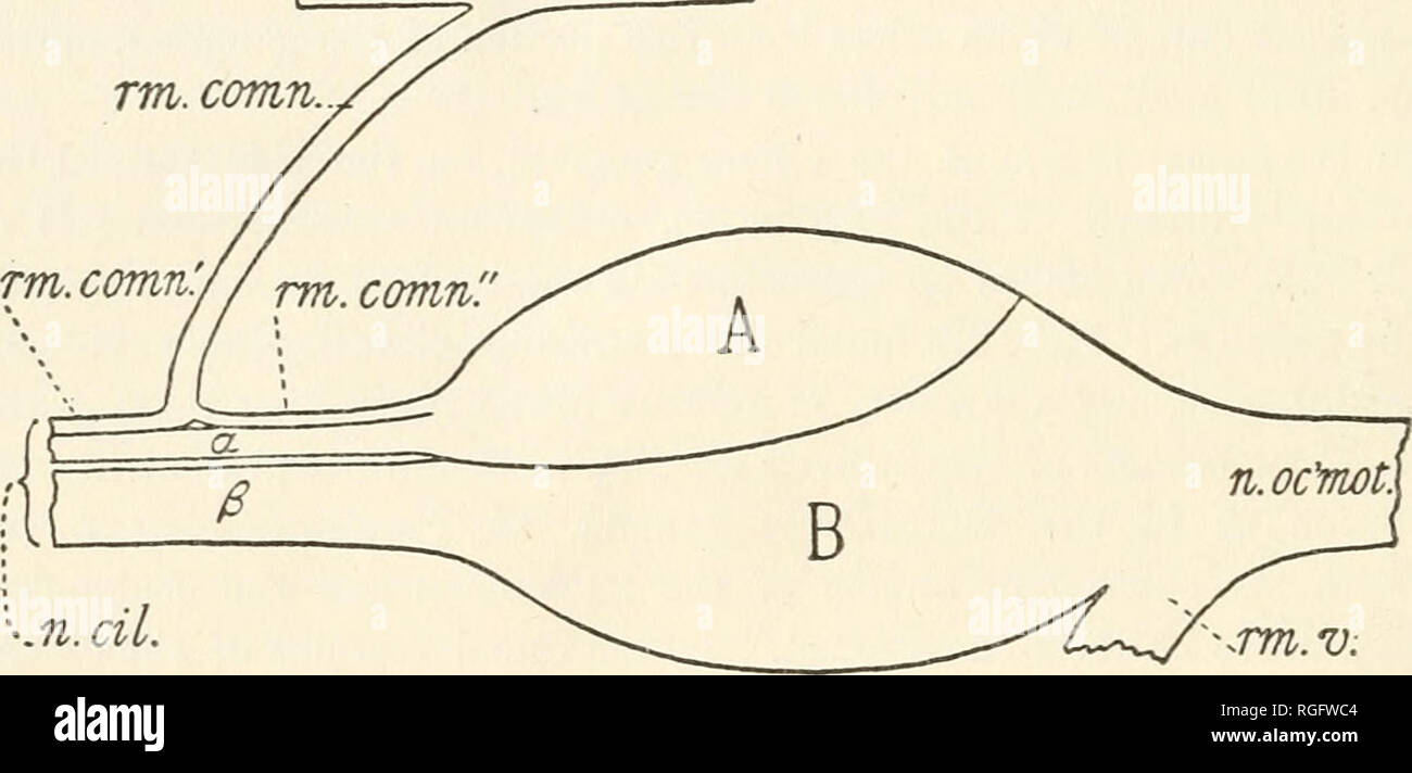 Peripheral ganglia hi-res stock photography and images - Alamy