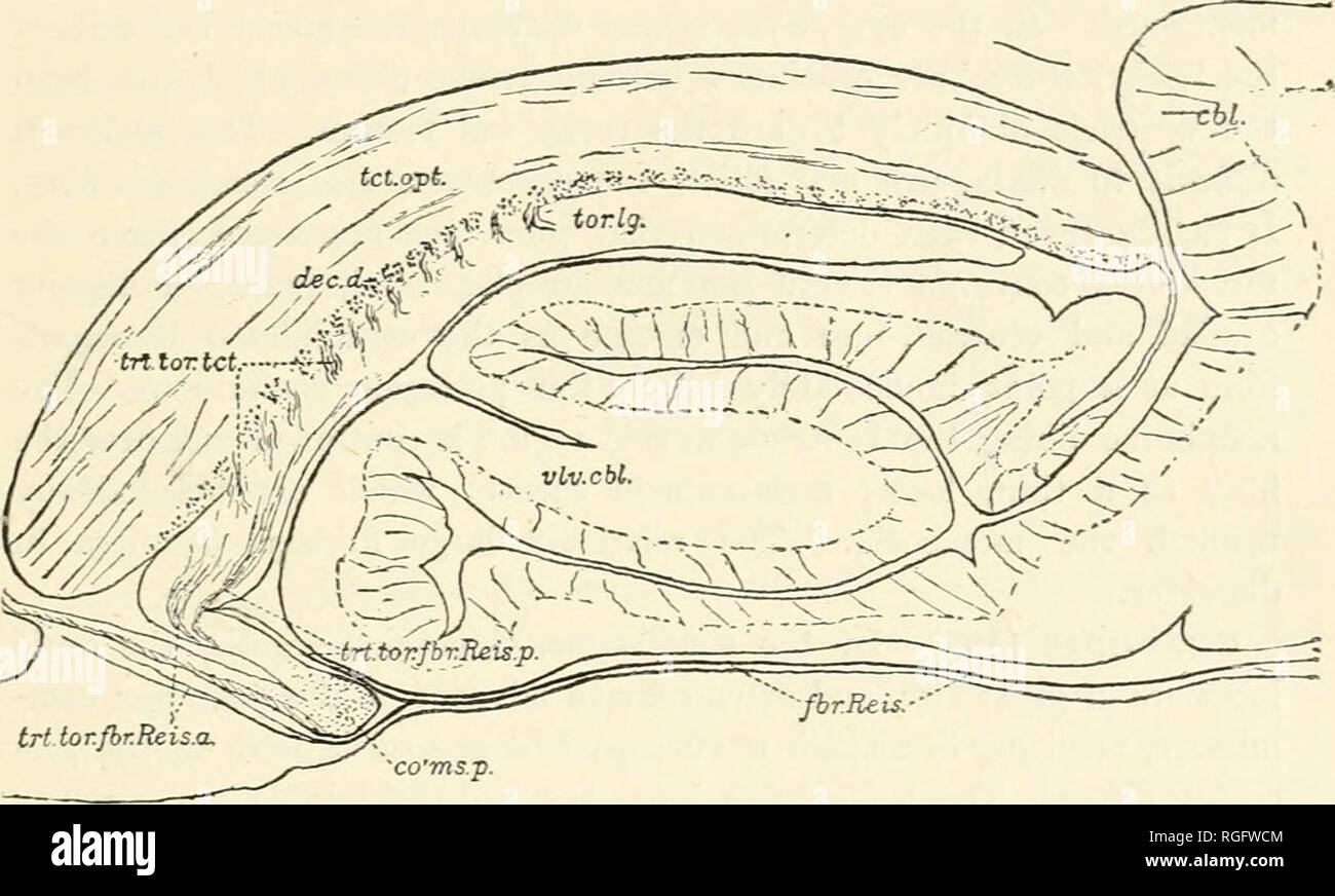 Stromateidae hi-res stock photography and images - Alamy