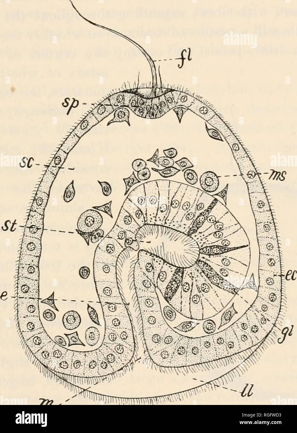 . Bulletin of the Museum of Comparative Zoology at Harvard College ...