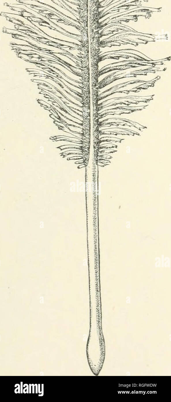 Pennatula High Resolution Stock Photography and Images - Alamy