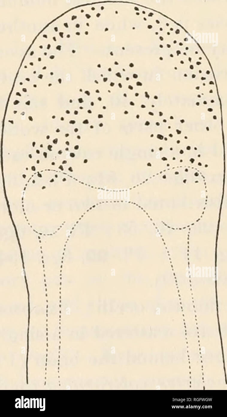 Amphiporus formidabilis hi-res stock photography and images - Alamy
