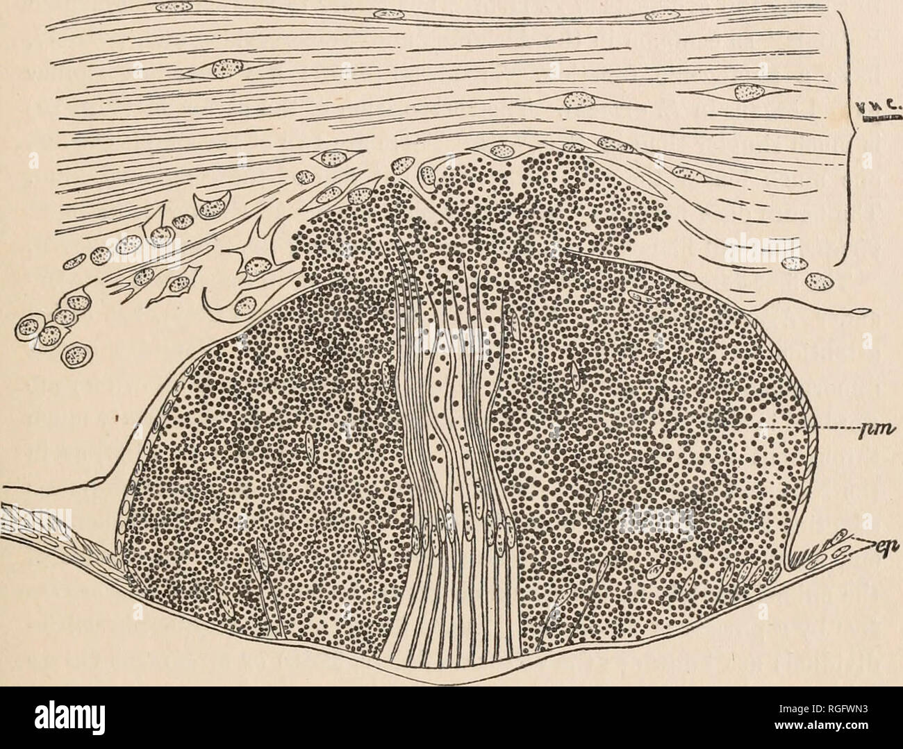 . Bulletin of the Museum of Comparative Zoology at Harvard College ...