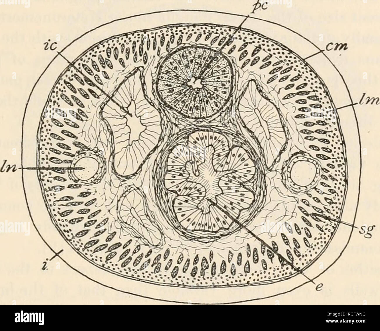 Translucent brain head hi-res stock photography and images - Alamy