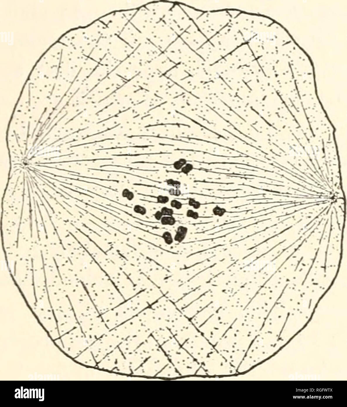 Chromosomes during mitosis hi-res stock photography and images - Alamy