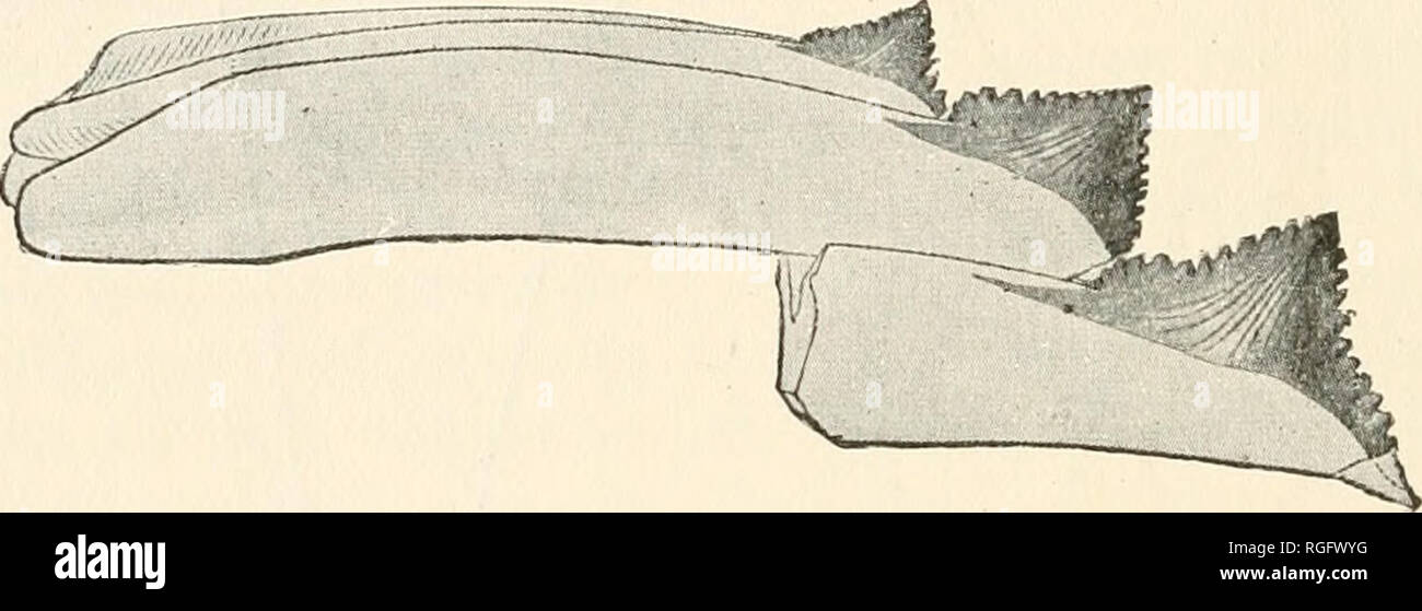 . Bulletin of the Museum of Comparative Zoology at Harvard College ...