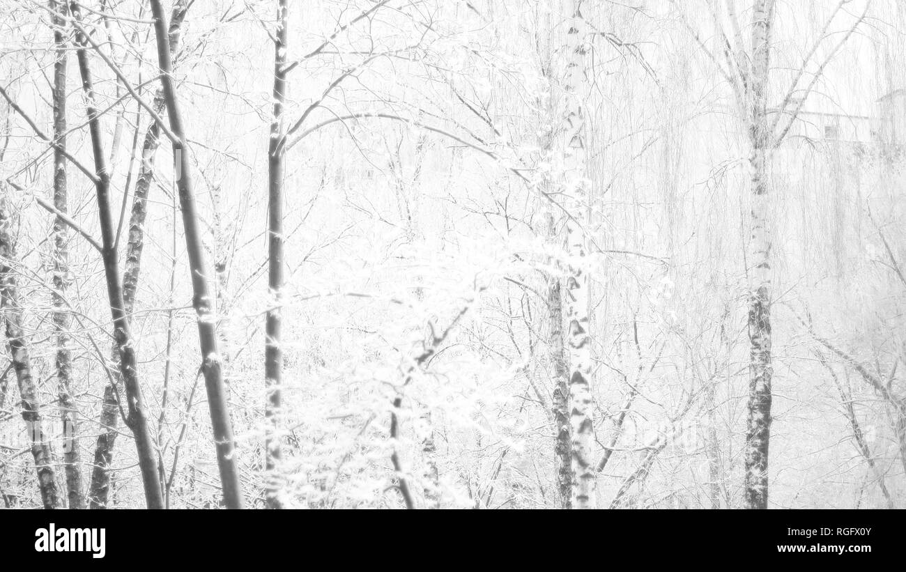 brown bare tree trunk with lots of curly beautiful long branches ...