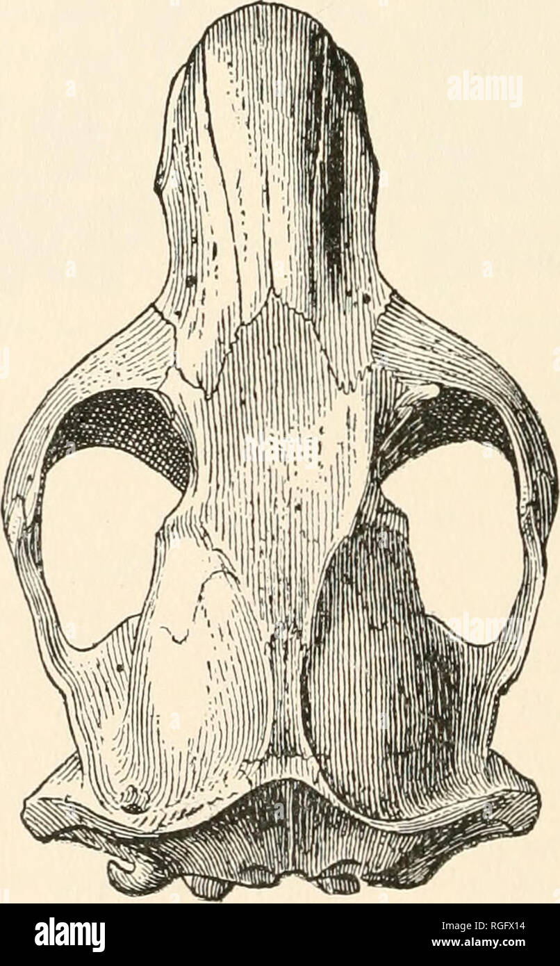 Mastoid notch hi-res stock photography and images - Alamy