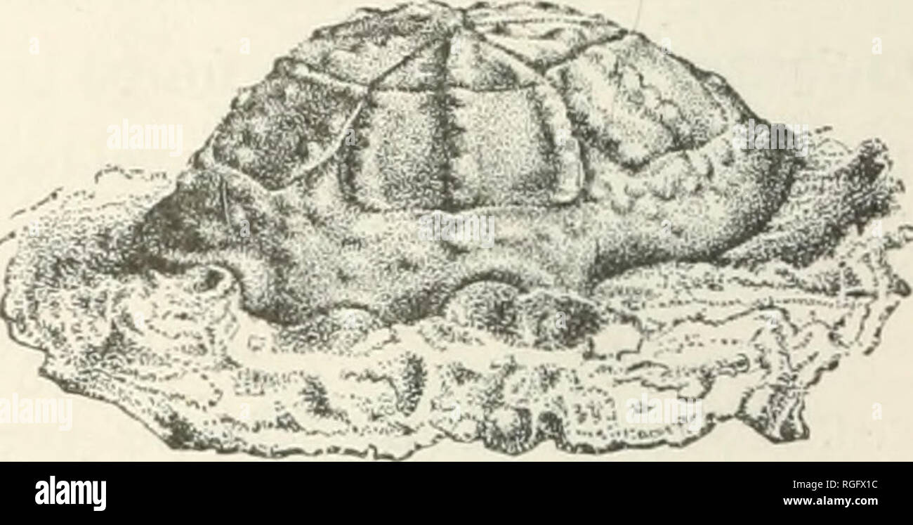 . Bulletin of the Museum of Comparative Zoology at Harvard College ...