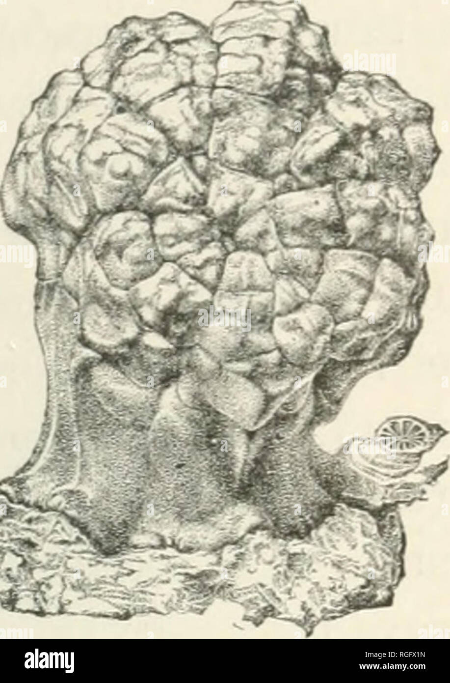 . Bulletin of the Museum of Comparative Zoology at Harvard College ...