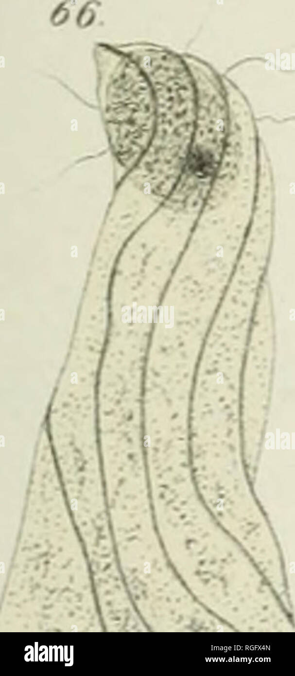 Trichonympha Diagram