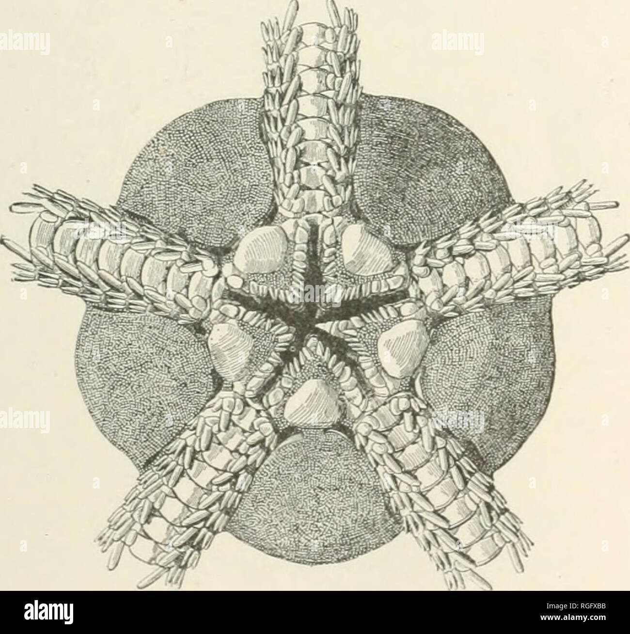 Ophiura Stock Photos & Ophiura Stock Images - Alamy