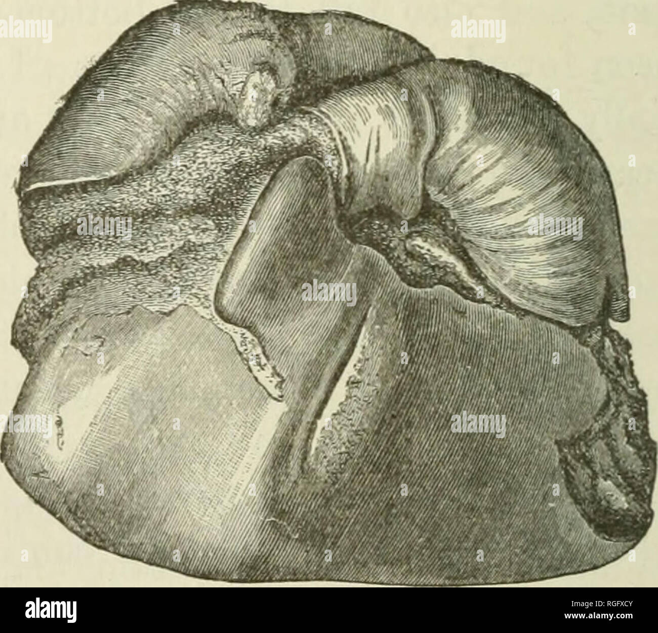 . Bulletin of the Museum of Comparative Zoology at Harvard College ...