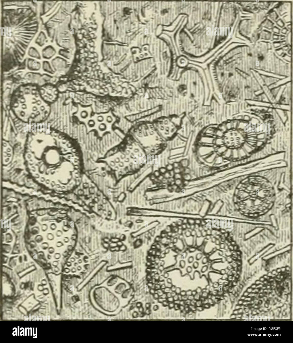 Radiolarian skeletons hi-res stock photography and images - Alamy