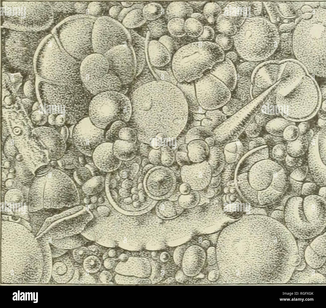 Pteropod shells hi-res stock photography and images - Alamy