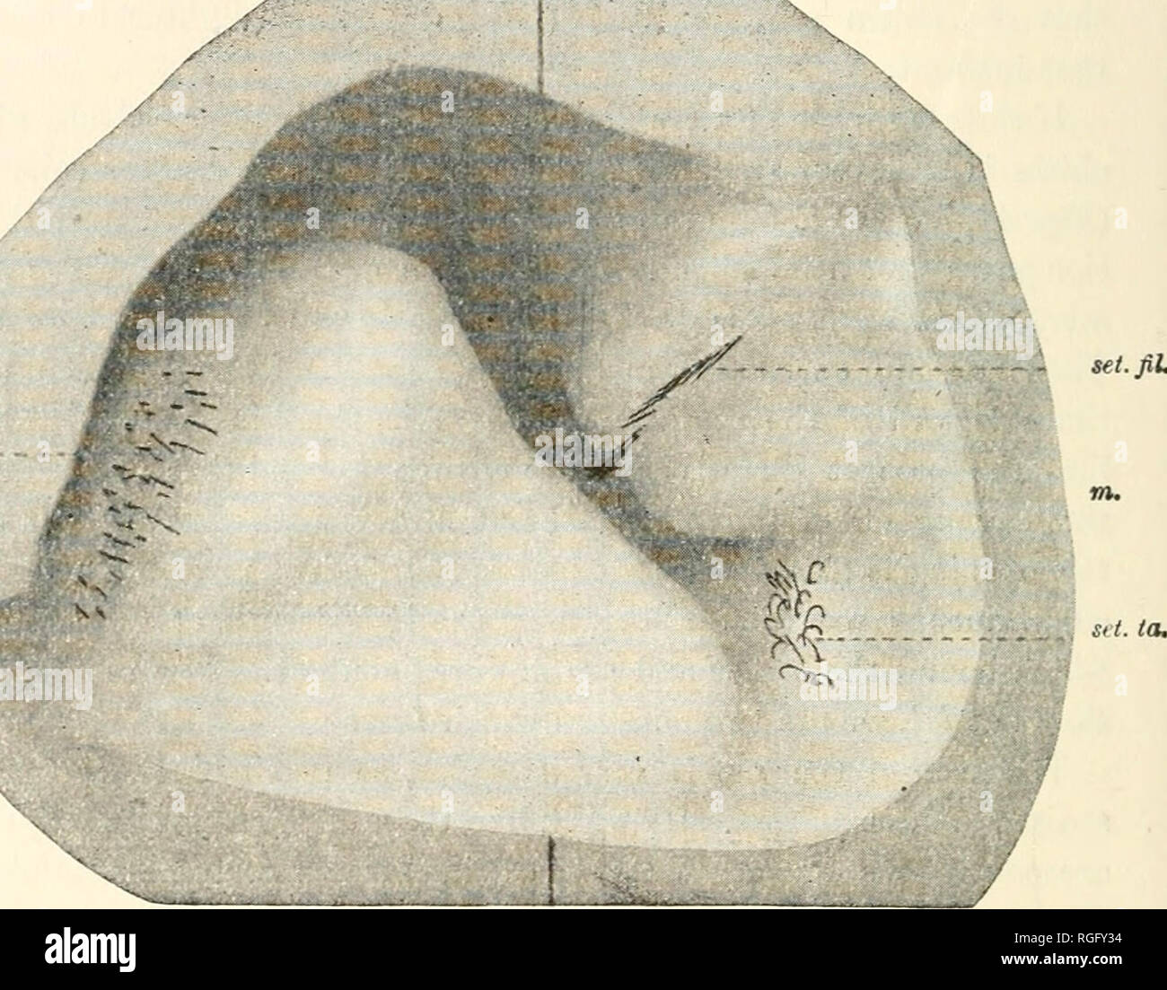 Pitted Plate High Resolution Stock Photography and Images - Alamy