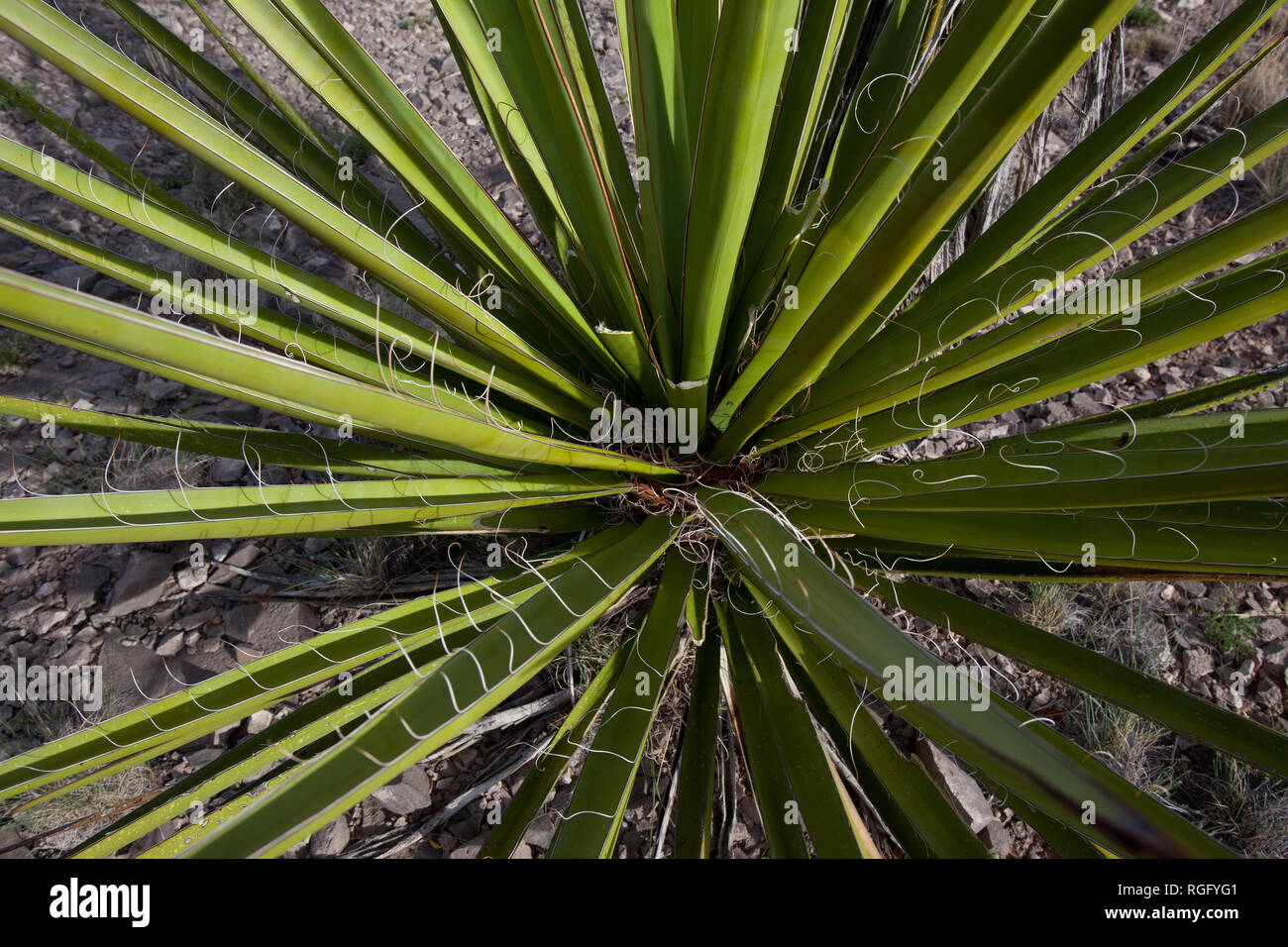 Otero Mesa, Otero County, New Mexico, USA Stock Photo - Alamy