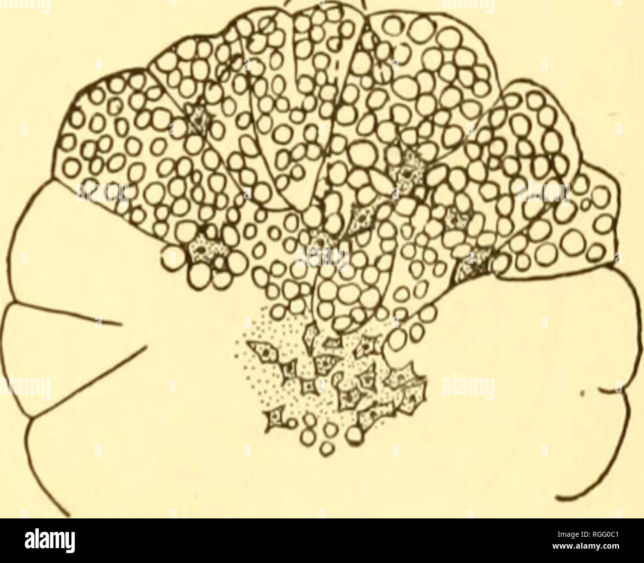 Protoplasmic threads hi-res stock photography and images - Alamy