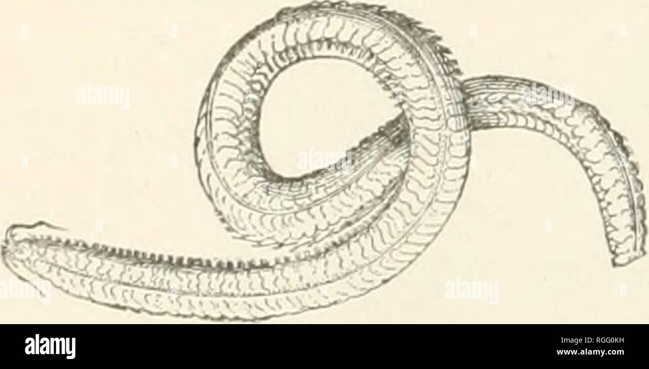 . Bulletin of the Museum of Comparative Zoology at Harvard College ...