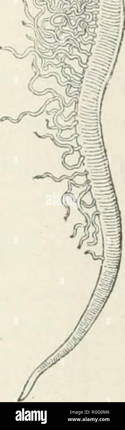 Aphroditidae hi-res stock photography and images - Alamy