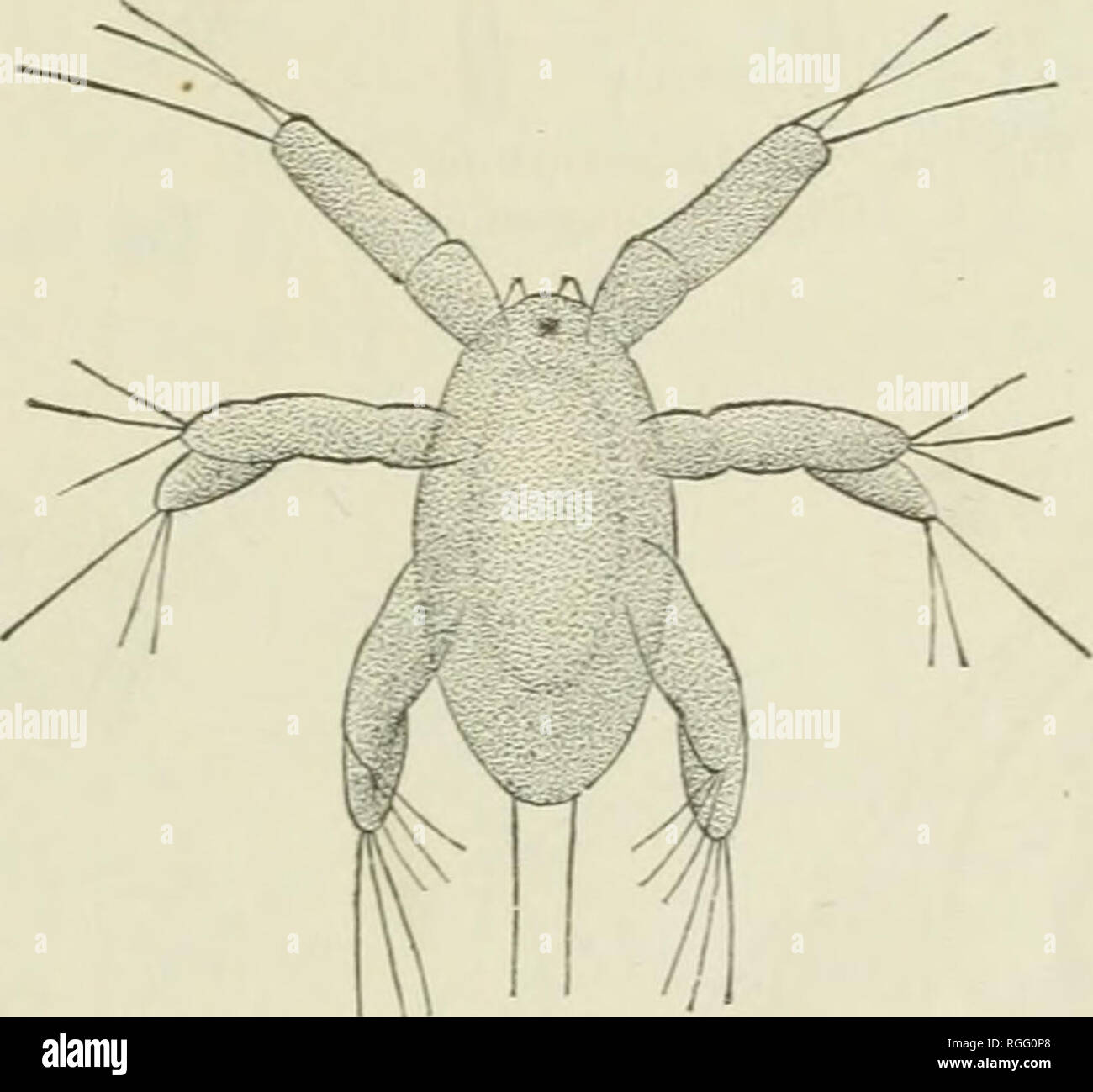 Tornaria larva hi-res stock photography and images - Alamy