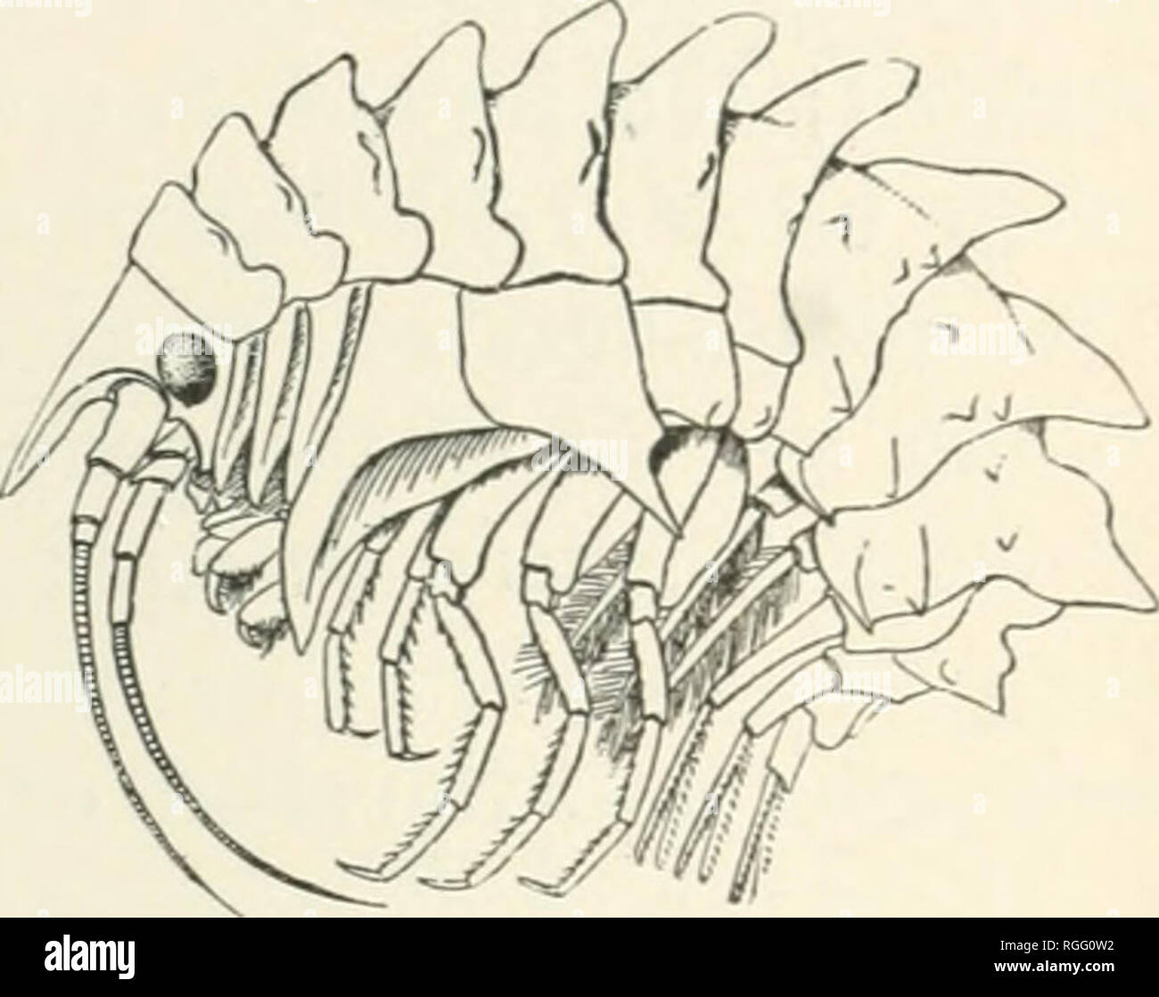 Bathynomusgiganteus hi-res stock photography and images - Alamy