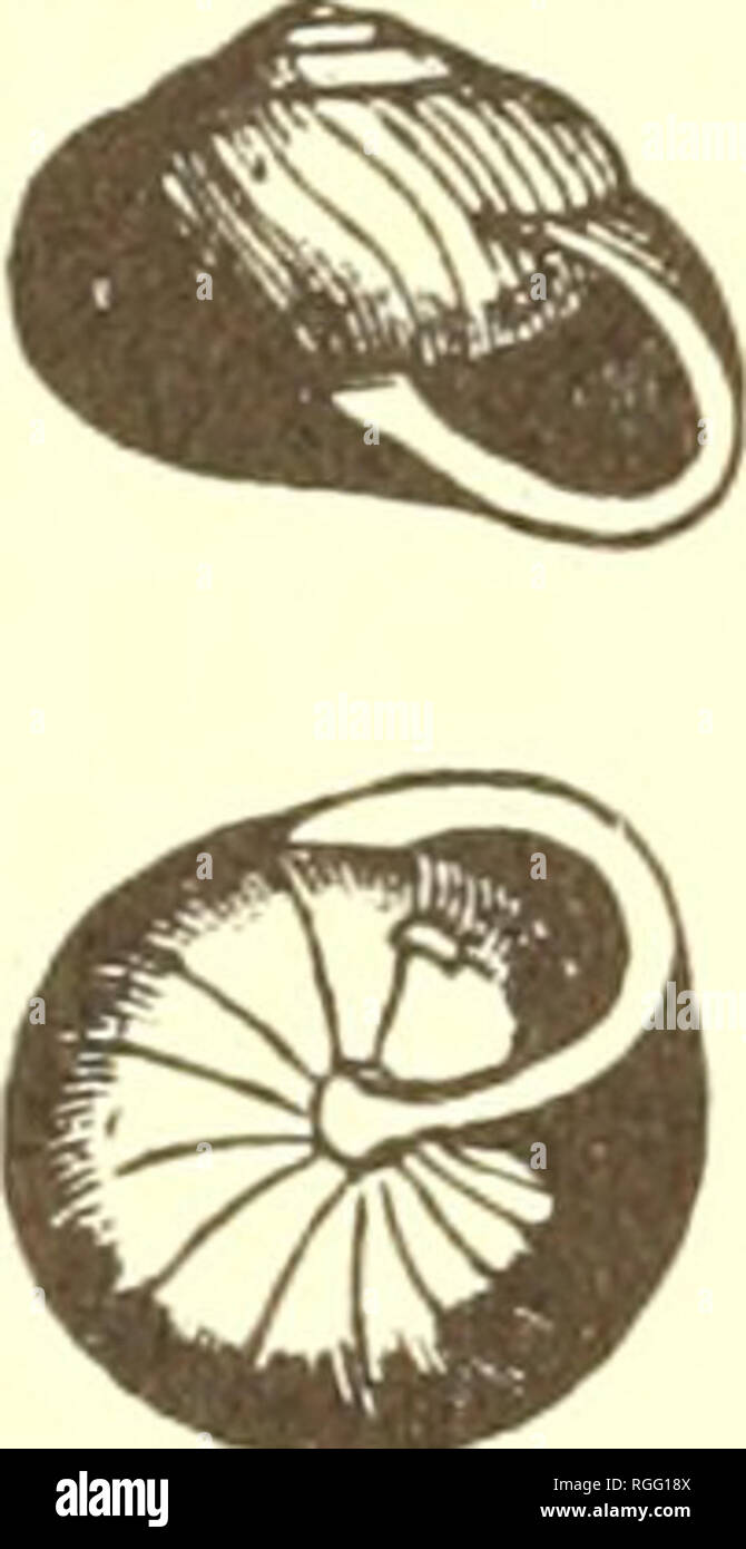 Lesser tubercle hi-res stock photography and images - Alamy