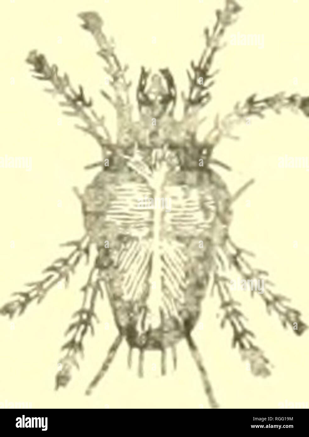 Globose shell hi-res stock photography and images - Alamy