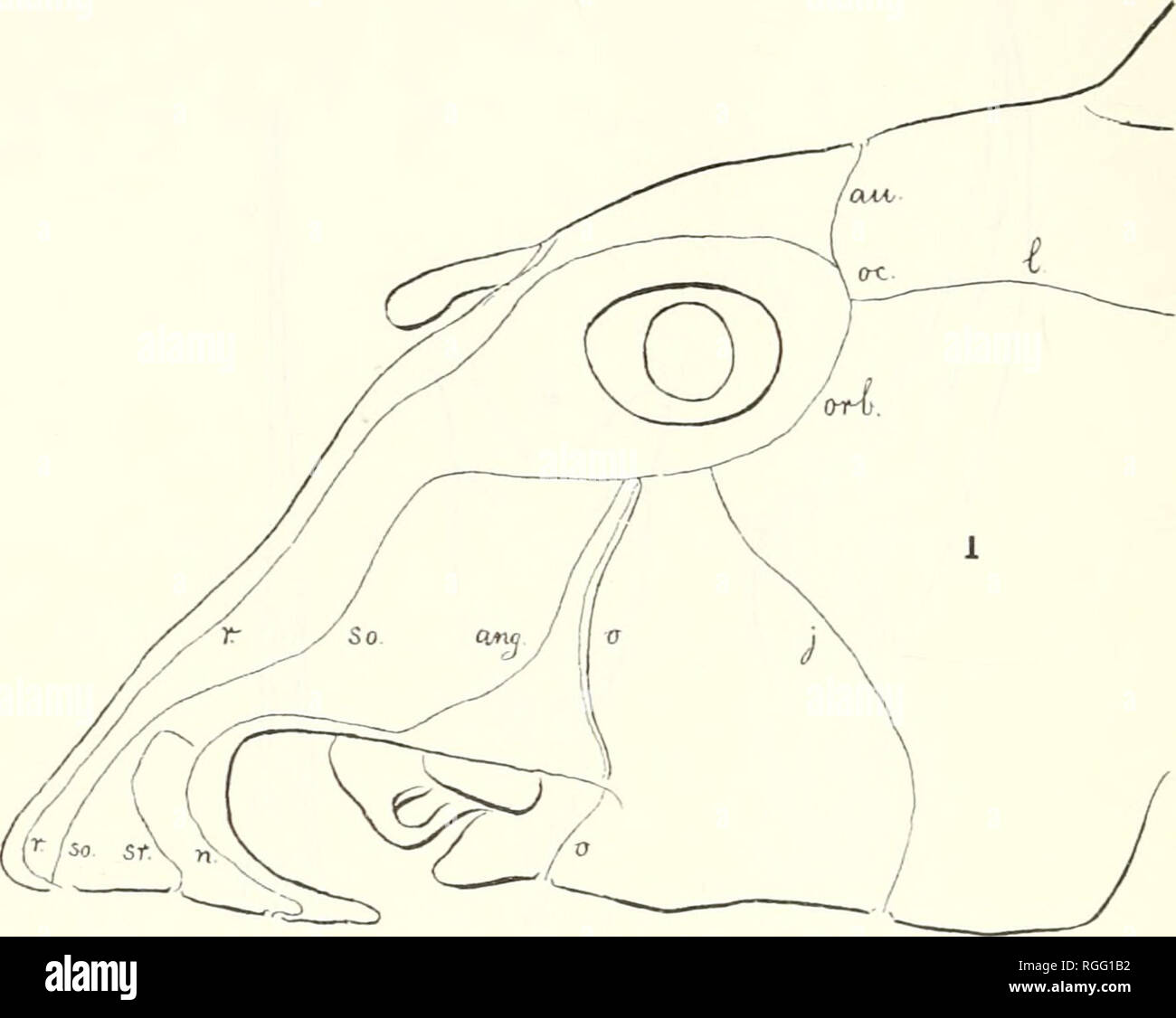 Uteral hi-res stock photography and images - Alamy