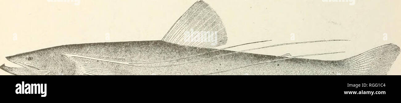 Bathysaurus agassizii hi-res stock photography and images - Alamy