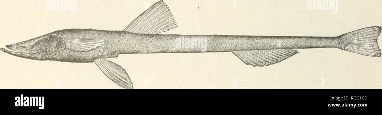 Xiphias Gladius Linnaeus 1758 Species India Biodiversity Portal