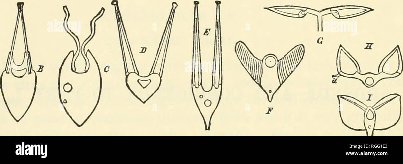 . Bulletin of the Museum of Comparative Zoology at Harvard College ...