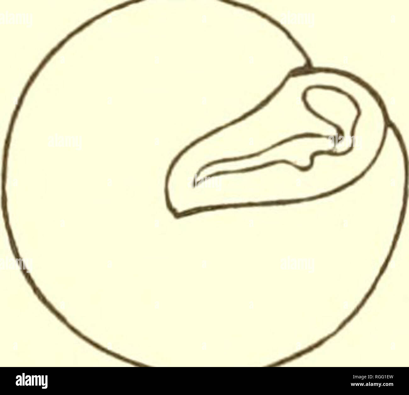 Genital tubercle hi-res stock photography and images - Alamy