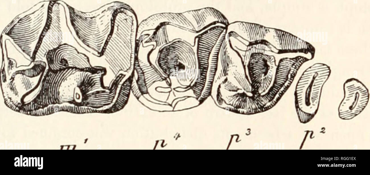 Chalicotherium hi-res stock photography and images - Alamy