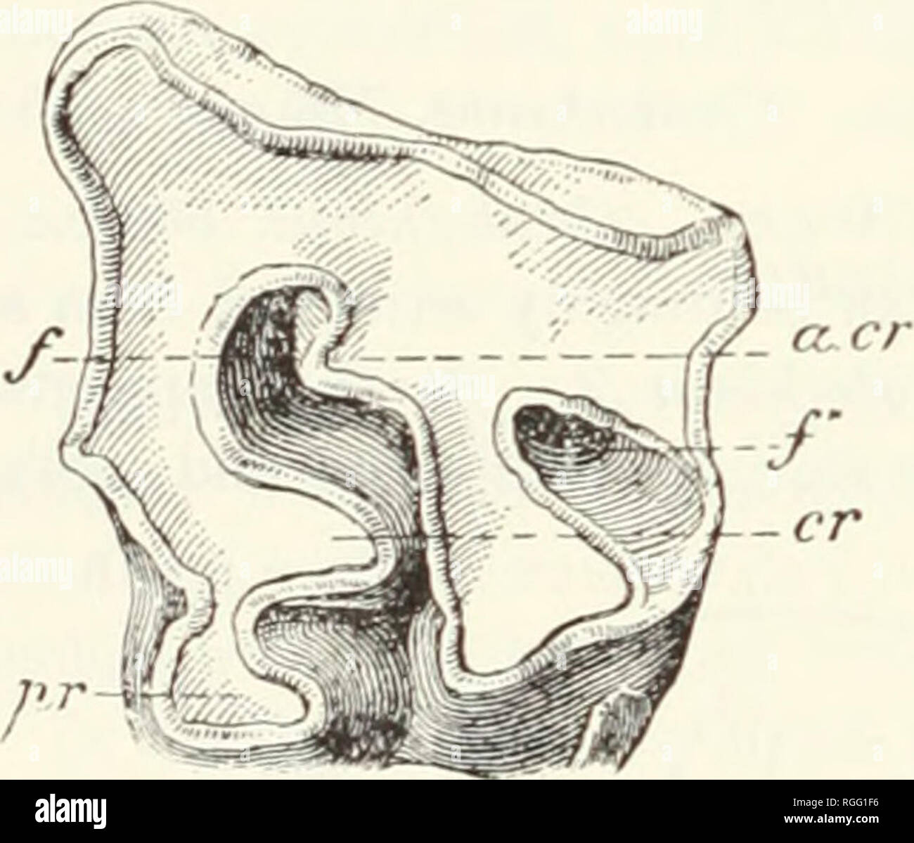 Morphology of molars hi-res stock photography and images - Alamy